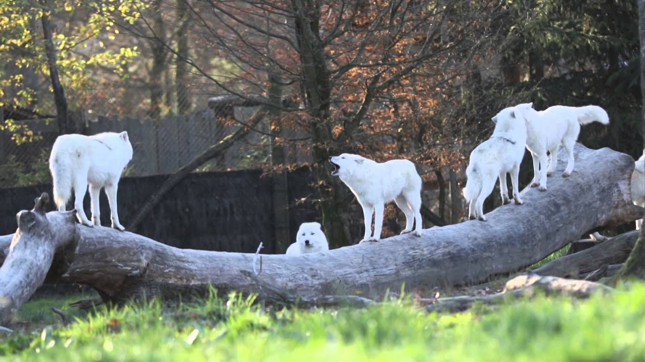 Hurlement de la meute de loups arctiques au petit matin - YouTube