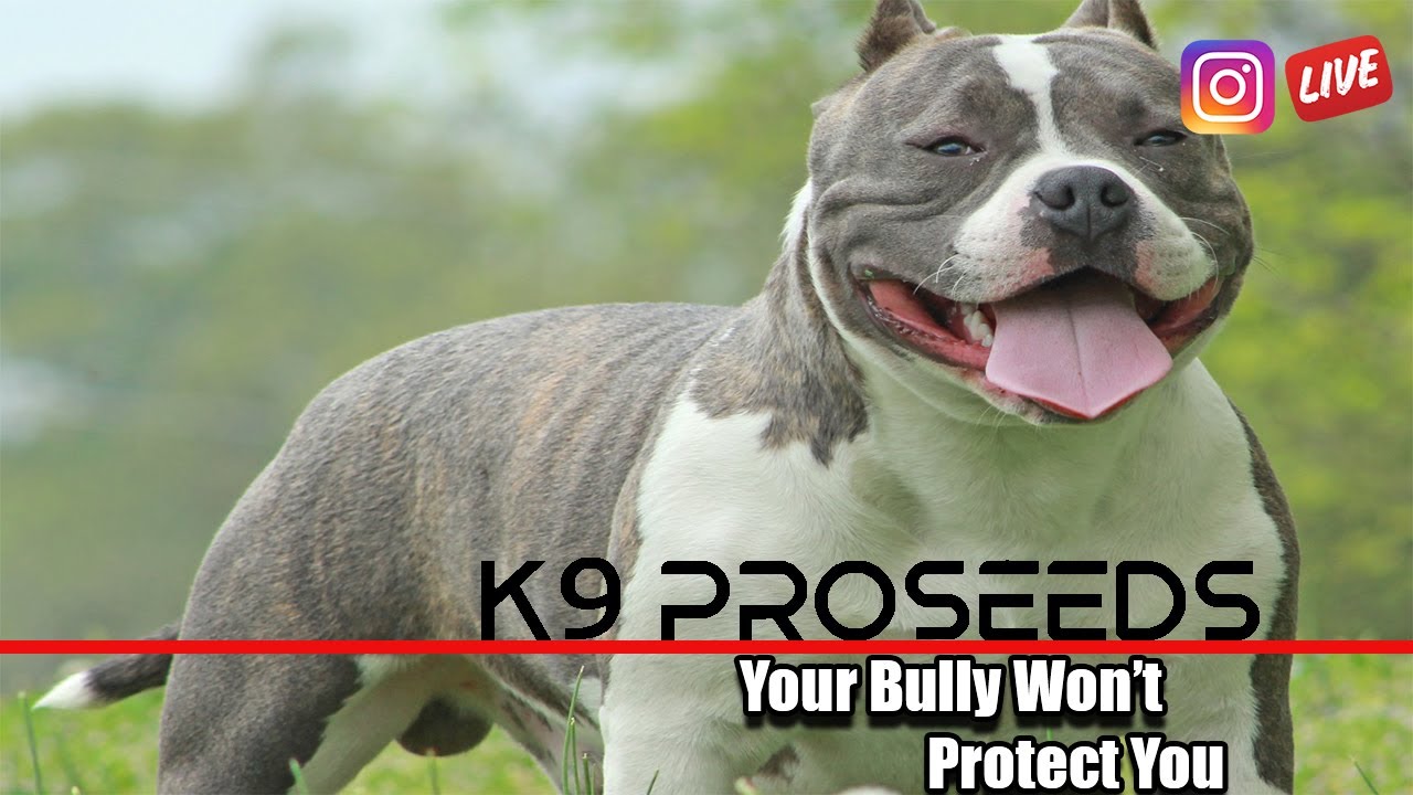 Non Working American Bully's Pretending To Be Working Dogs - YouTube