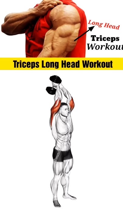 How To Grow Your Triceps Best Exercises Youtubeshorts Triceps