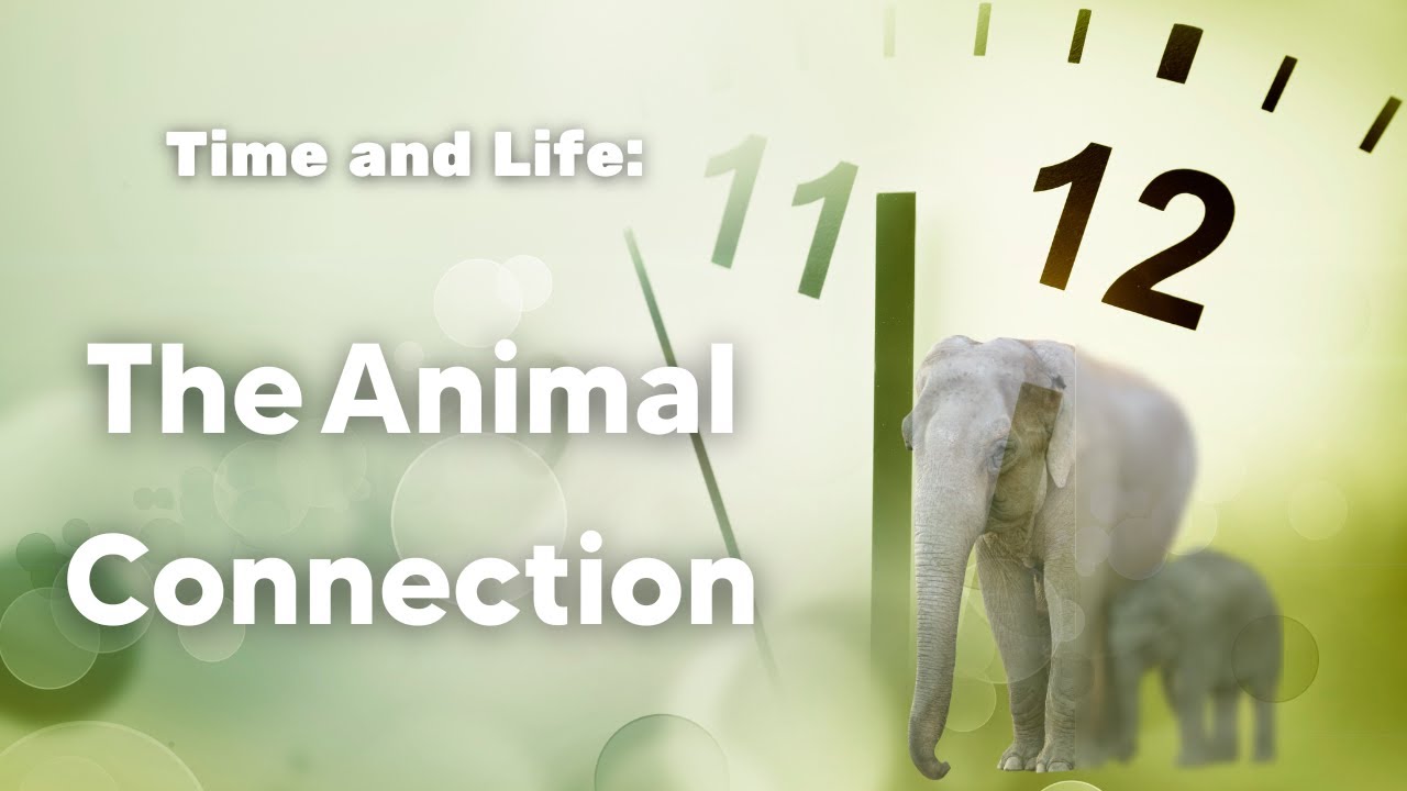 Why Do Bigger Animals Live Longer? Exploring Time and Biology - YouTube