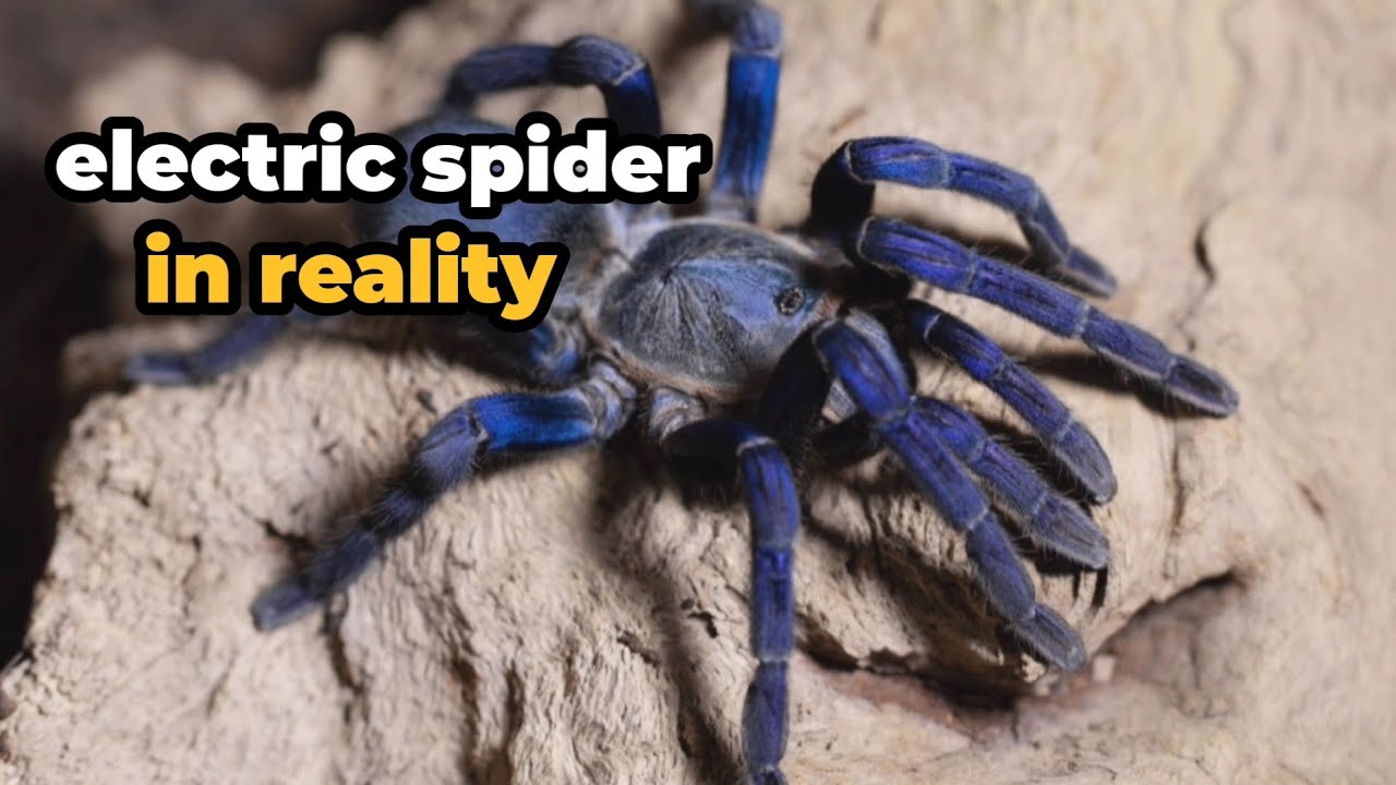Nature's Neon Marvel: Thailand Unveils Electric Blue Tarantula, A Light ...