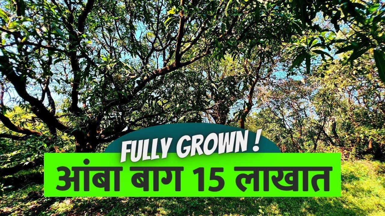 कोकणात आंबा बाग 15 लाखात विकणे आहे | Hapus mango farm for sale in kokan ...