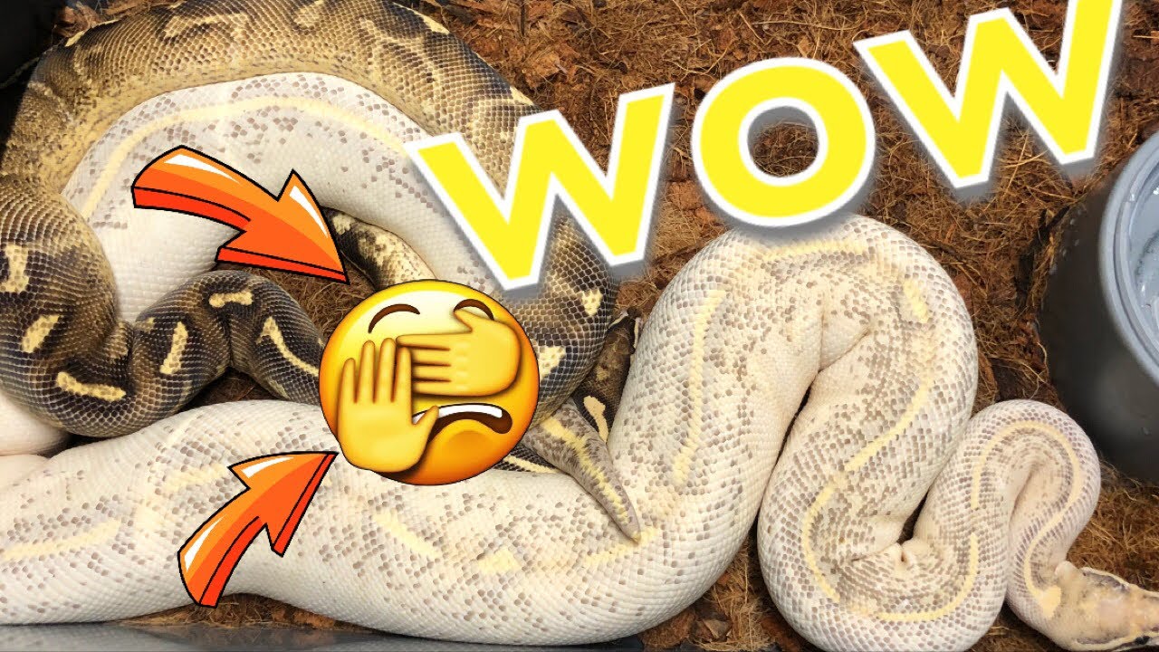 BREEDING BALL PYTHONS !! MUST WATCH 4K - YouTube