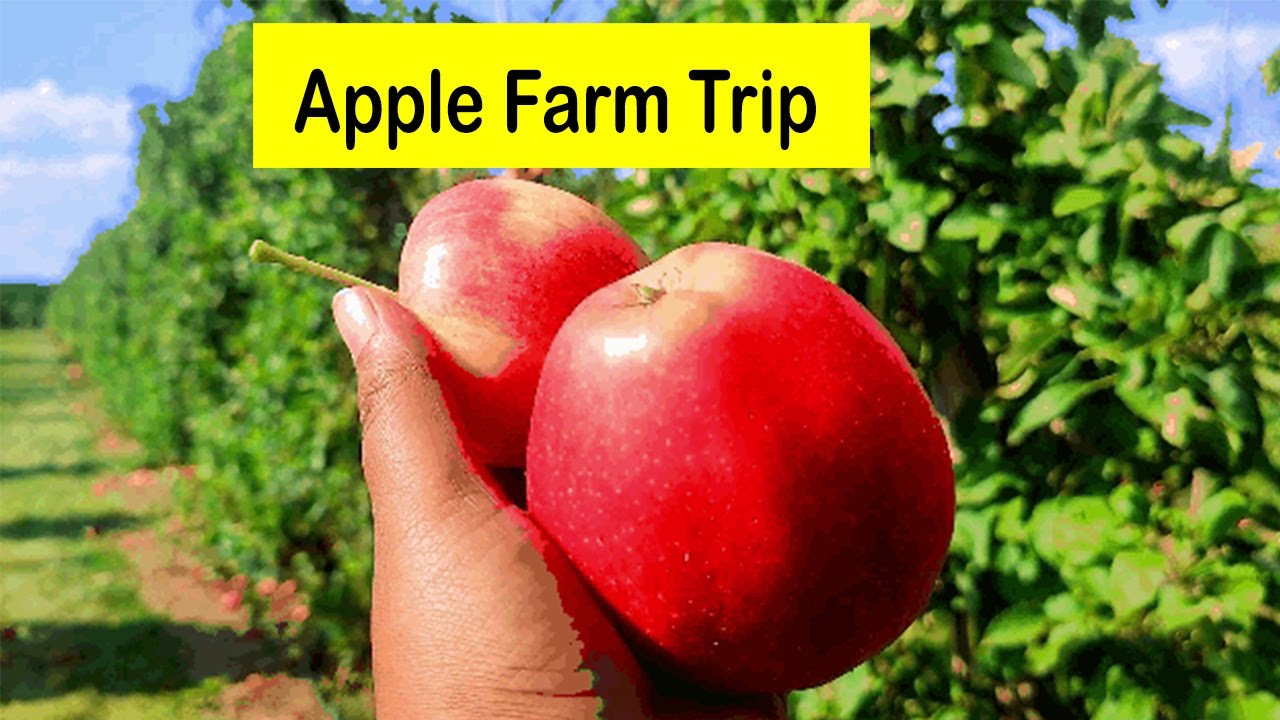 APPLE Farm | Apple PICKING | Apple Orchard | Toronto Canada - YouTube