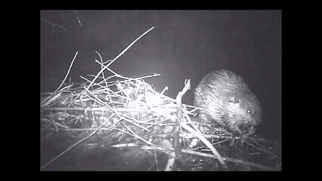 Beaver Eating A Stick.wmv - YouTube