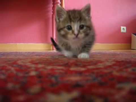 Cat attacking camera! - YouTube
