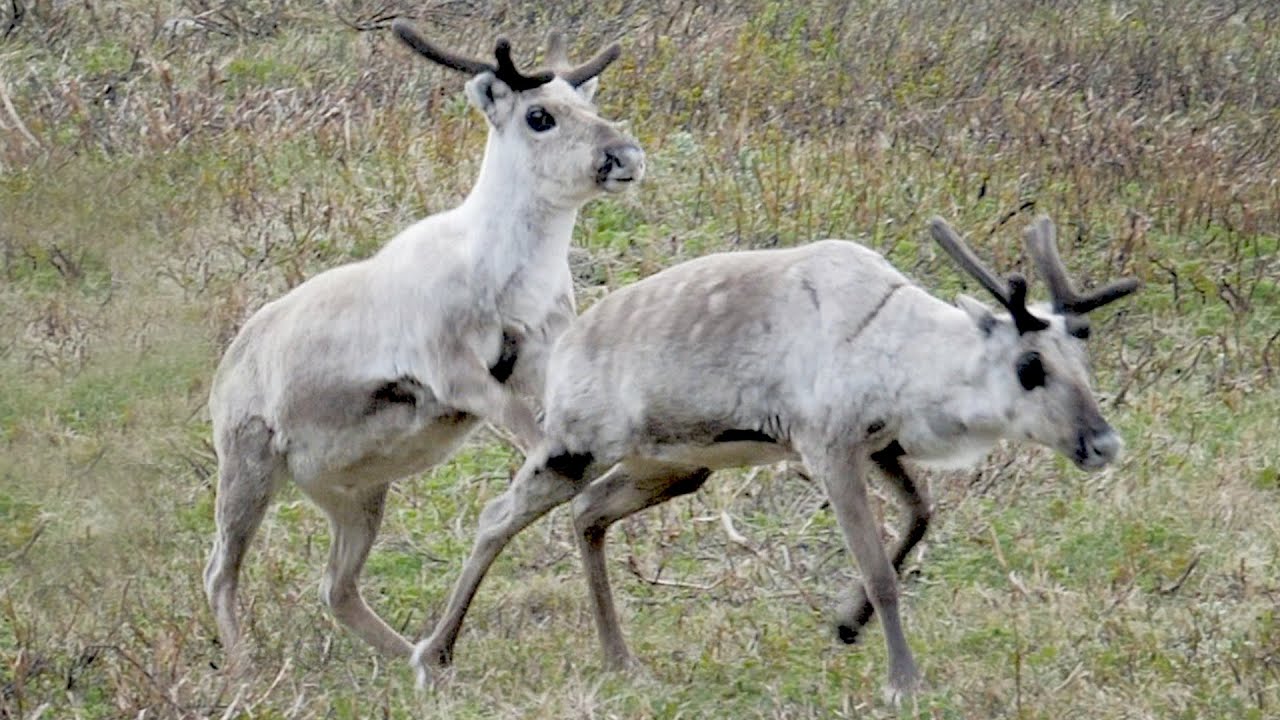 Reindeer Attack (Lapland) - YouTube