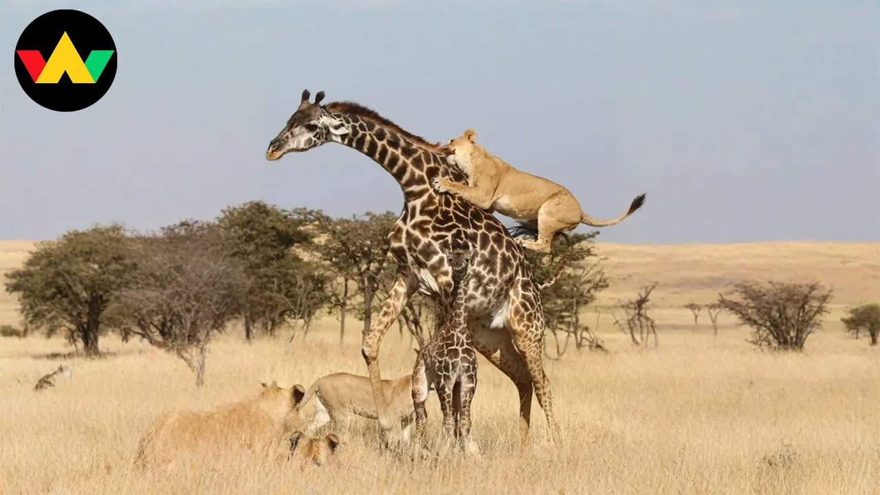 Giraffe Fight | Lions Desperately Take Down Giraffe Protecting Her Cub ...