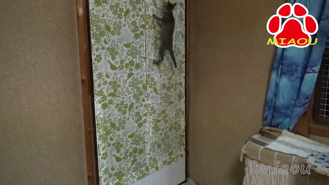 Cute Little Ninja Cat: Kitten Leo Climbs the Door - YouTube