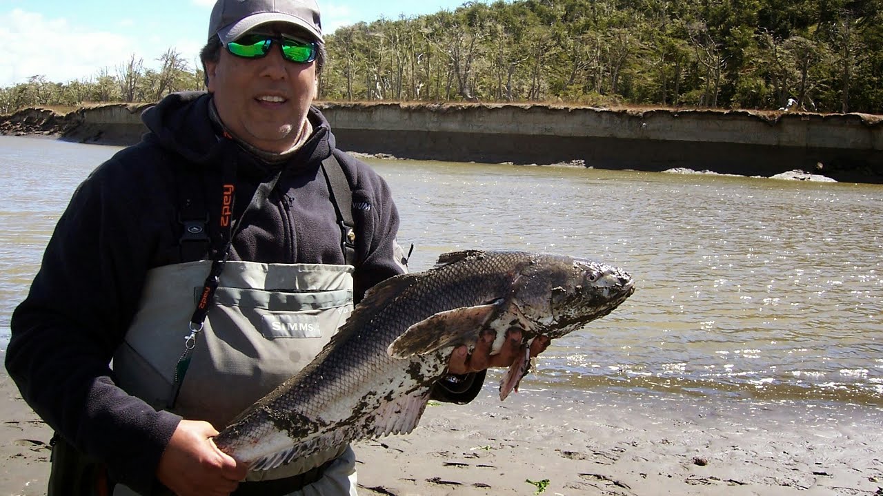 Pesca de robalo patagonia - YouTube