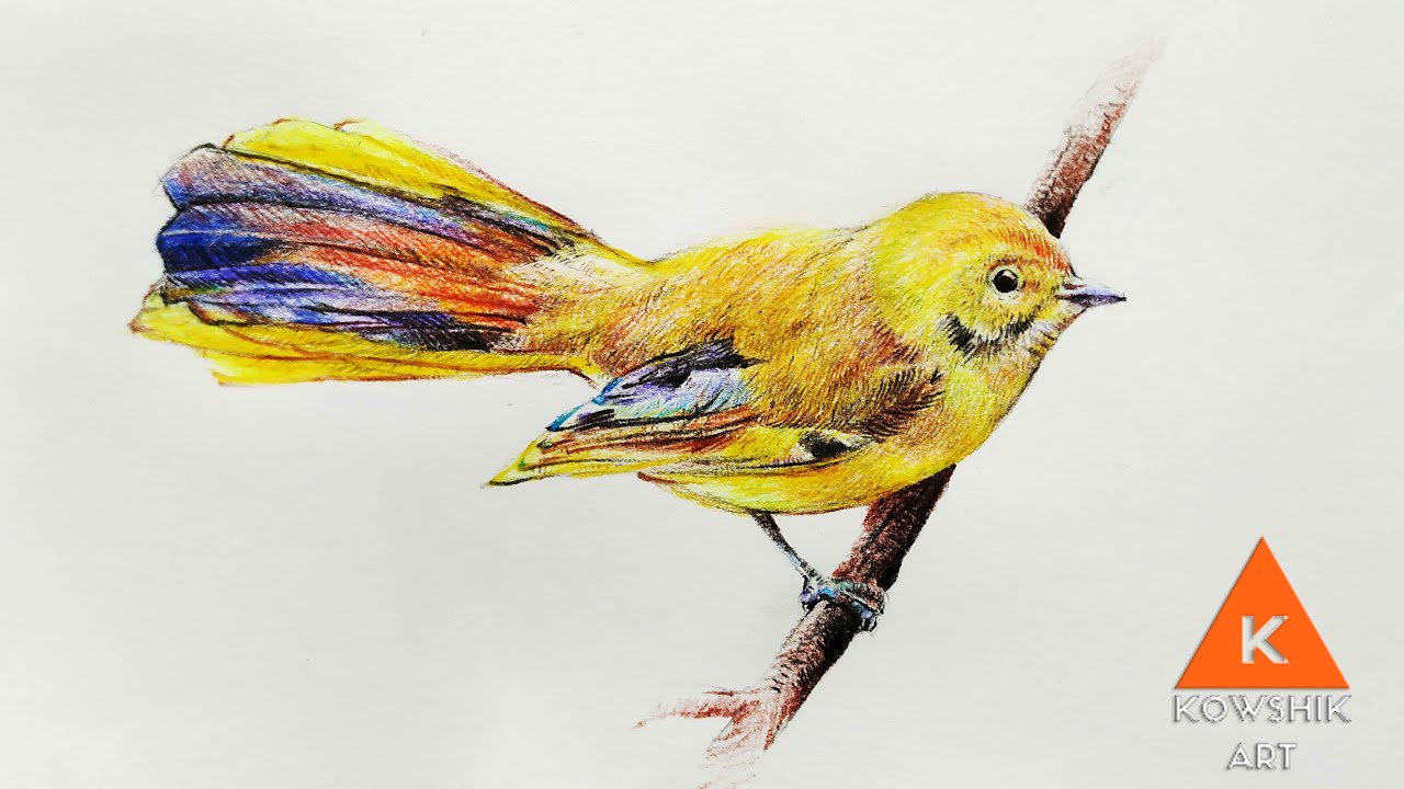 How to draw a bird by color pencil : 2 - YouTube