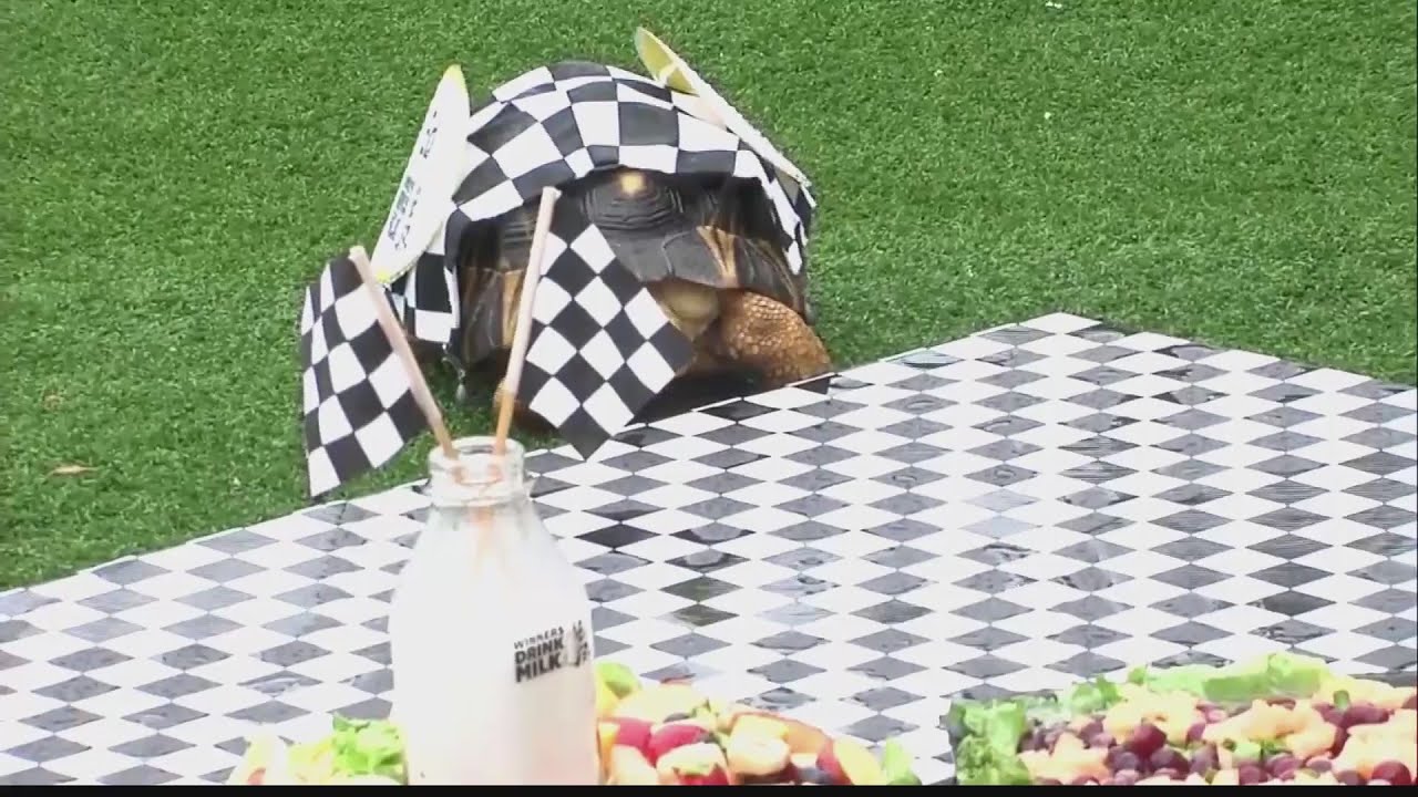 40th Annual "Zoopolis 500" Tortoise Race - YouTube