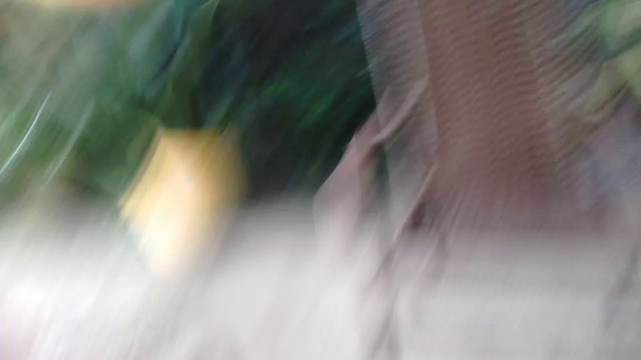 Trollei Minha Tia Youtube