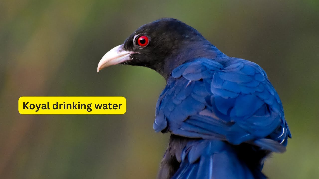 Koyal bird drinking water at my home - YouTube