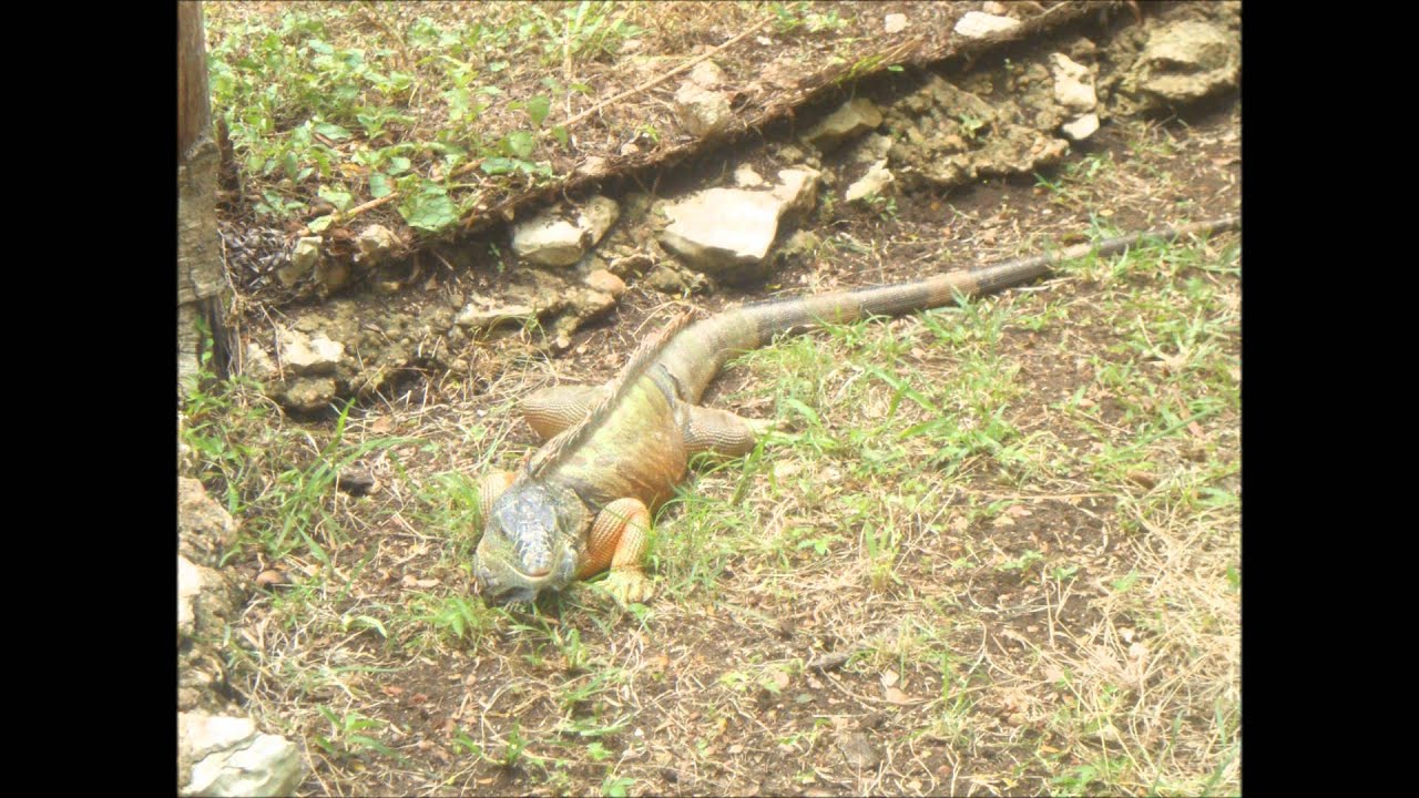 La Trinitaria, Chiapas., Fauna y Flora de nuestro municipio - YouTube