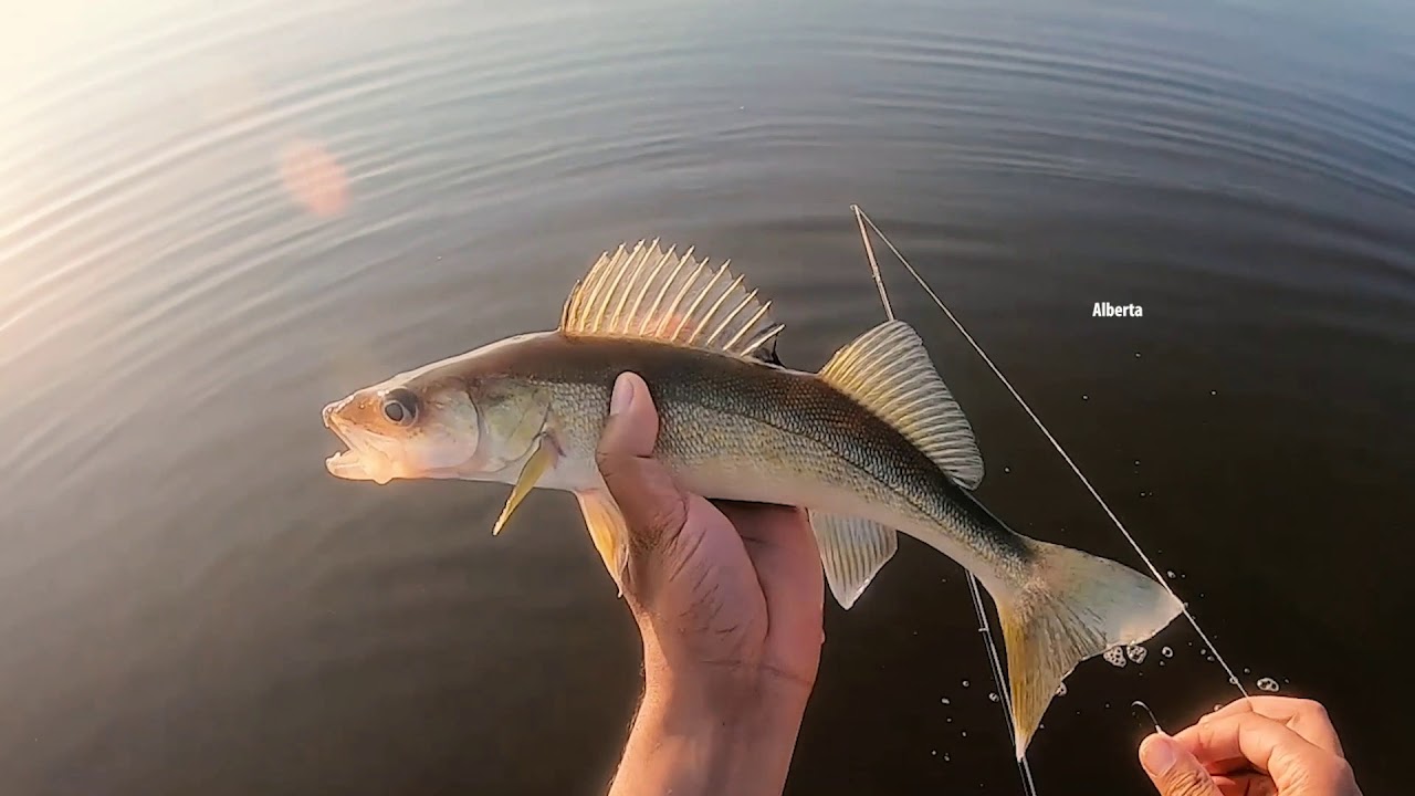 August Long Weekend - Unsold Walleye Tags - YouTube