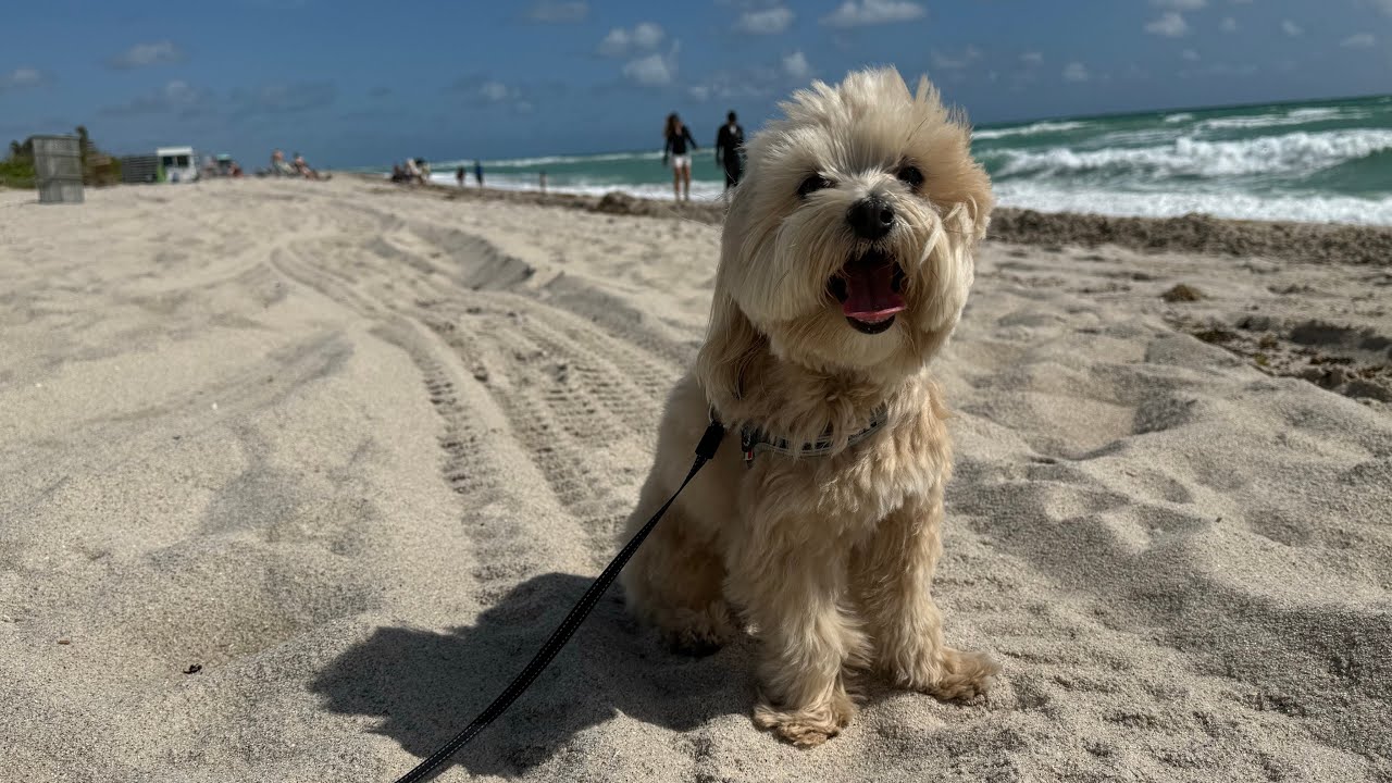 WINDY DAYS AT THE BEACH WITH ZIGGY BOY ARE FUN DAYS!!! 🐾🏖️ 🌊 - YouTube