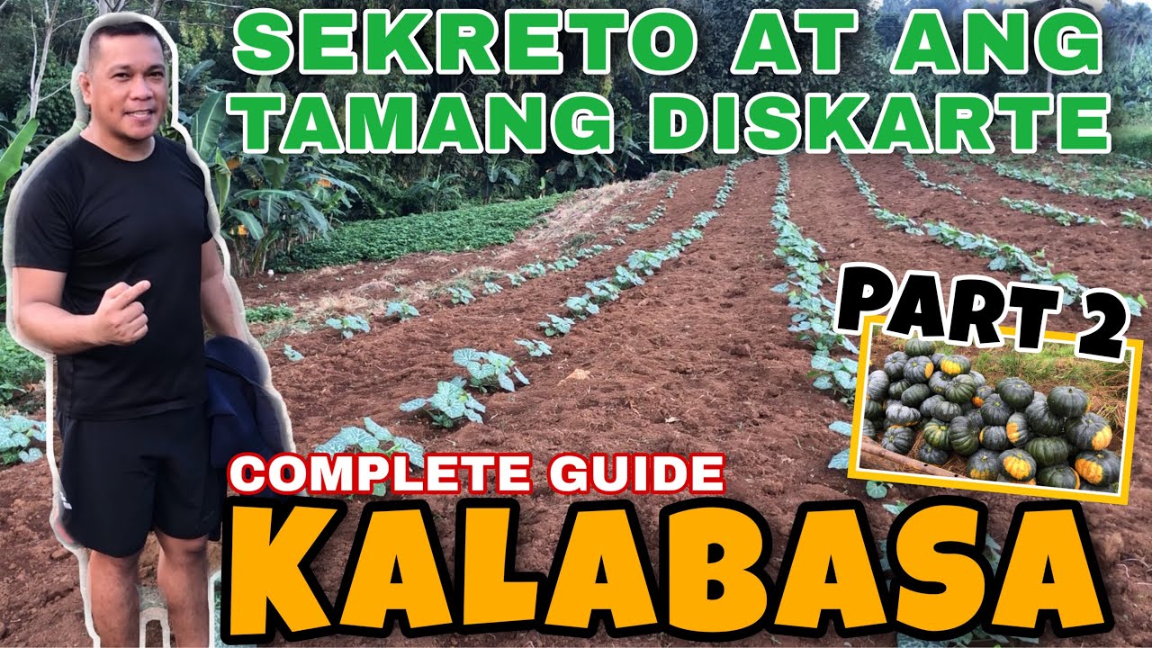 ANO ANG ABONO, DISTANSYA AT MGA BENEPISYO SA KALUSUGAN NG KALABASA ...