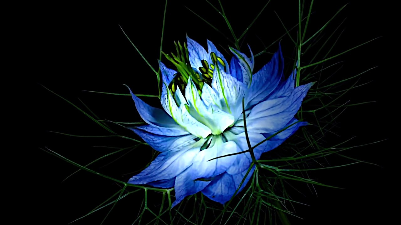 Flume - Hyperreal (feat. Kucka) - YouTube