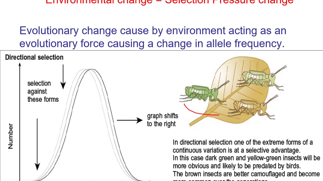 Mr Phillips A Level Biology 4.6: Effects of Selection - YouTube