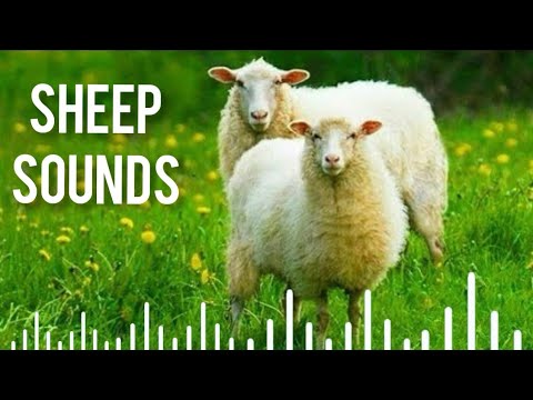 sheep sounds | baa baa | lamb sounds | learn animals and sounds | - YouTube