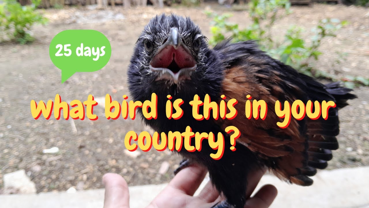 WHAT BIRD IS THIS IN YOUR COUNTRY? - YouTube