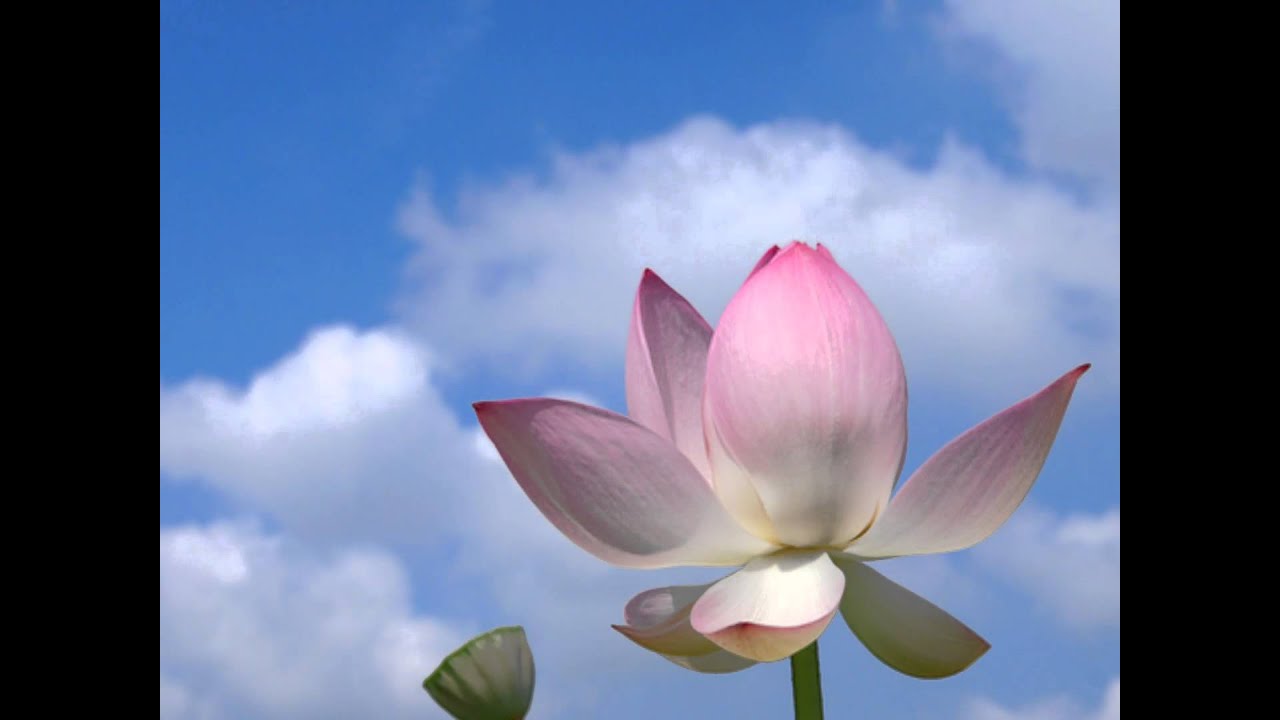 Relaxation PIANO Music / Zen Piano - YouTube