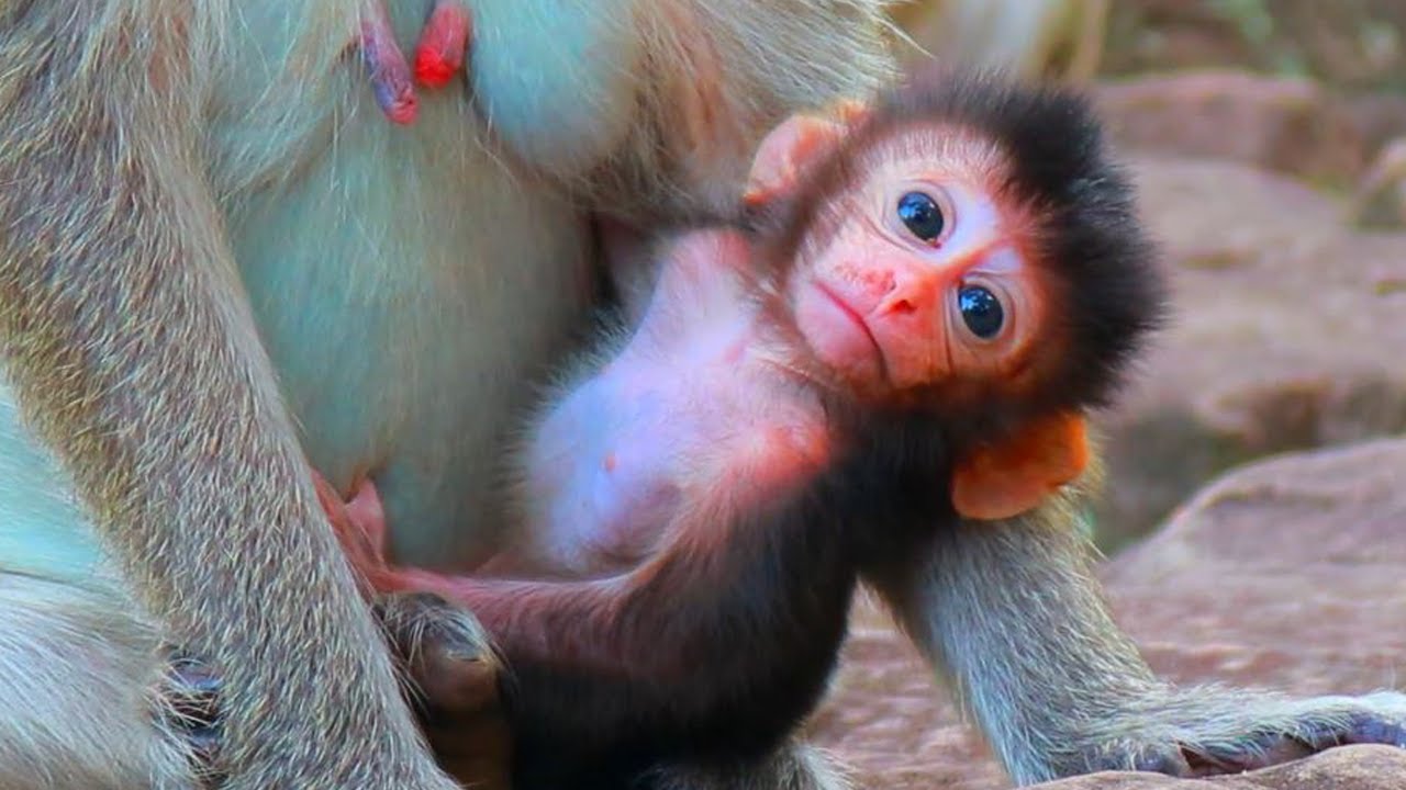 Adorable Baby Vincent With Mother Voila | The monkeys - YouTube