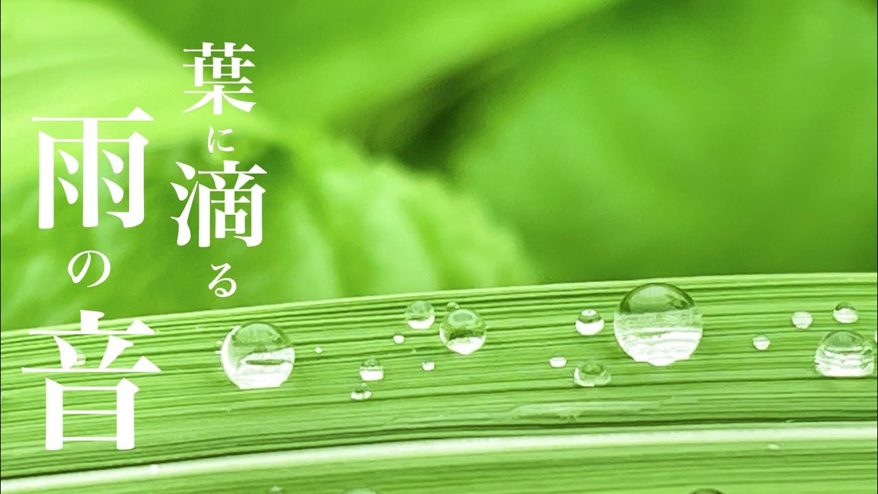 葉に滴る雨の音/ rain sounds / sleep deeply / asmr #雨の音 #勉強bgm #sleepmusic # ...