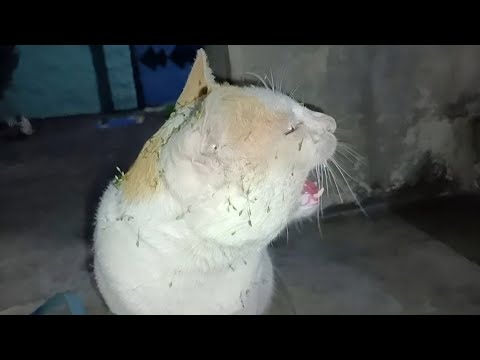 Cat asking me to Cline my Face - YouTube