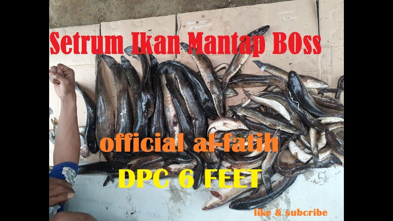 setrum ikan pdc 6 feet nila kao - YouTube