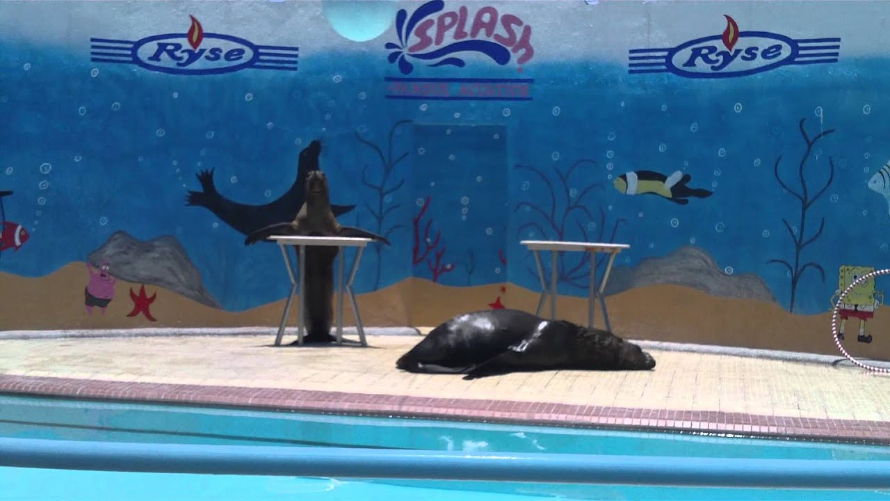 Show de Lobos Marinos en Splash Parque Acuatico Parte 1 - YouTube