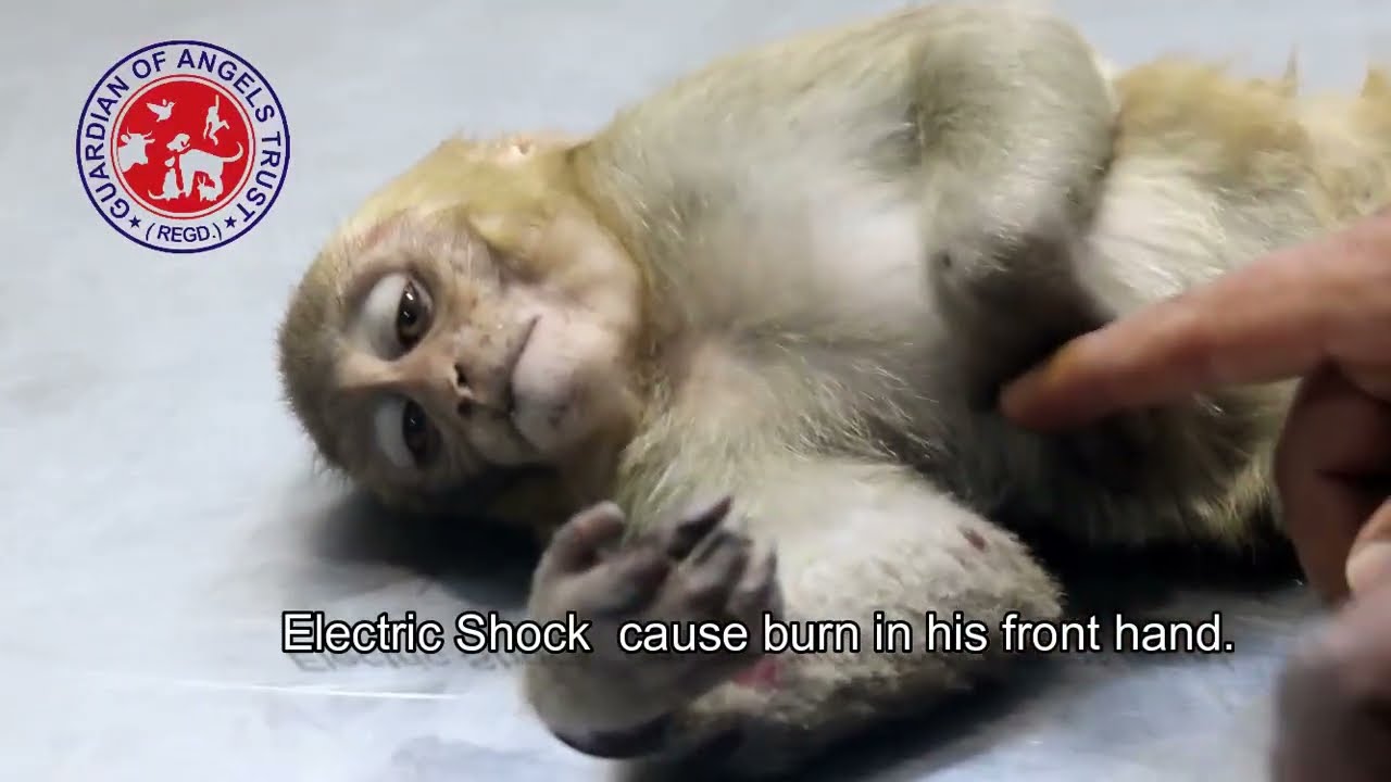 Heart Touching Video Of A Monkey Baby Seriously Injured By Electric ...