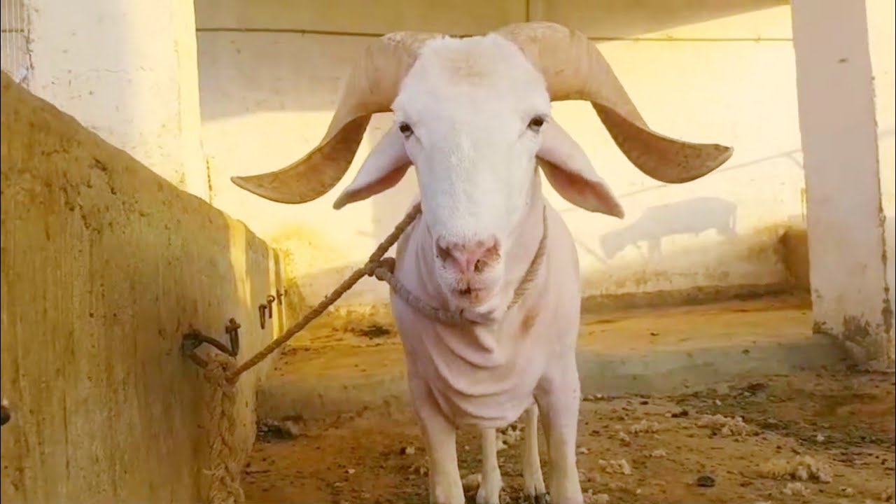 FIRST EVER SUDANI SHEEPS IN PAKISTAN FULL DOCUMENTARY - YouTube