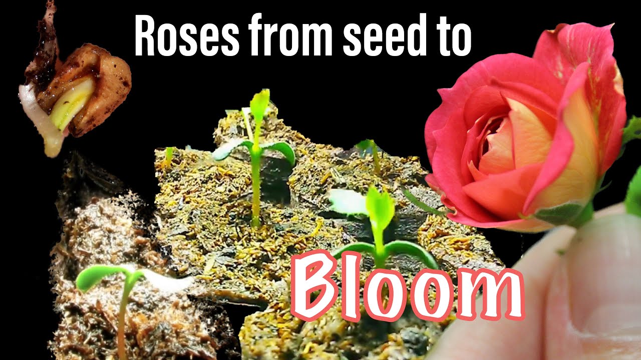 Roses grown from seed to blossom, HD 4K 7 week Timelapse - YouTube