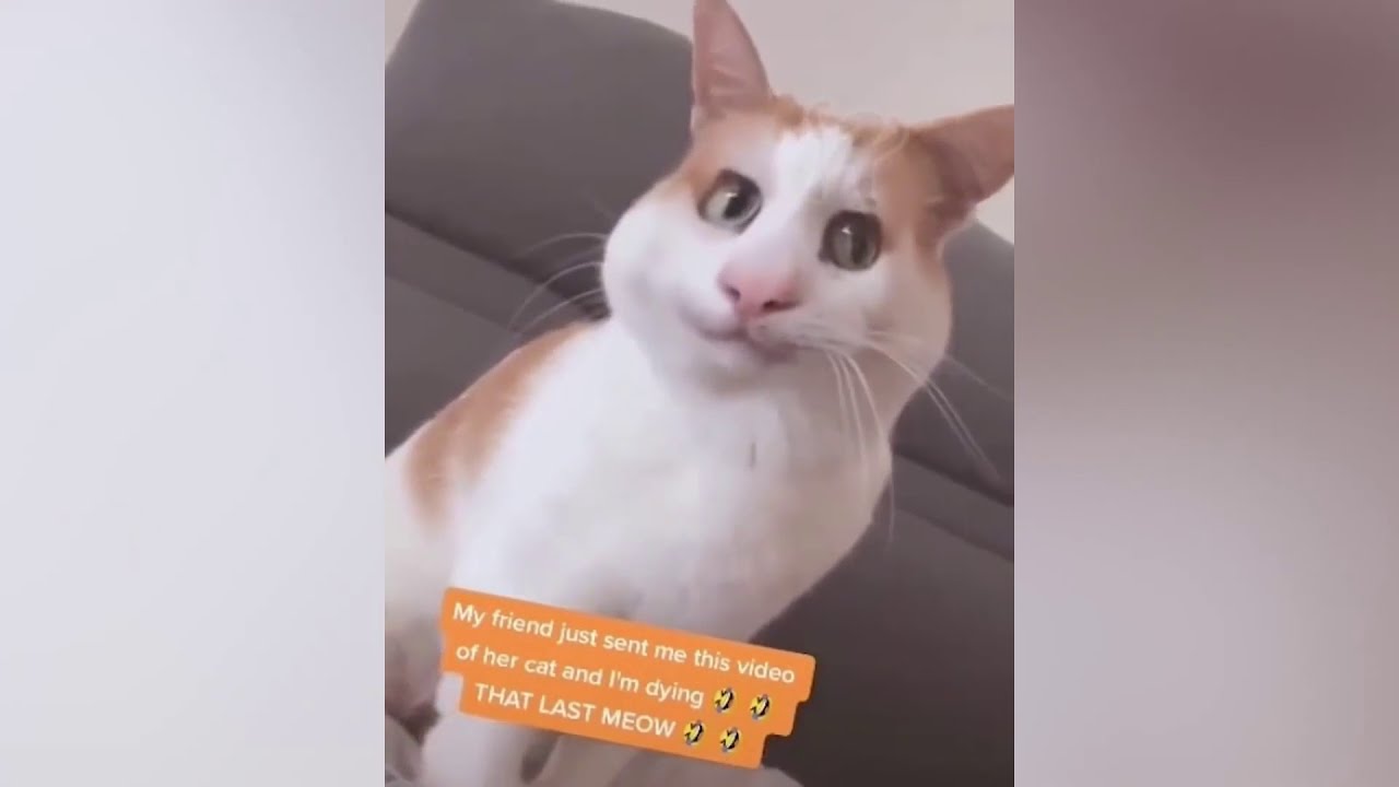 BEST CAT FAIL MEMES COMPILATION OF 2020 from tik tok - YouTube