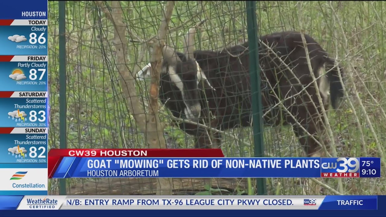 Goat "mowing" at Houston Arboretum - YouTube