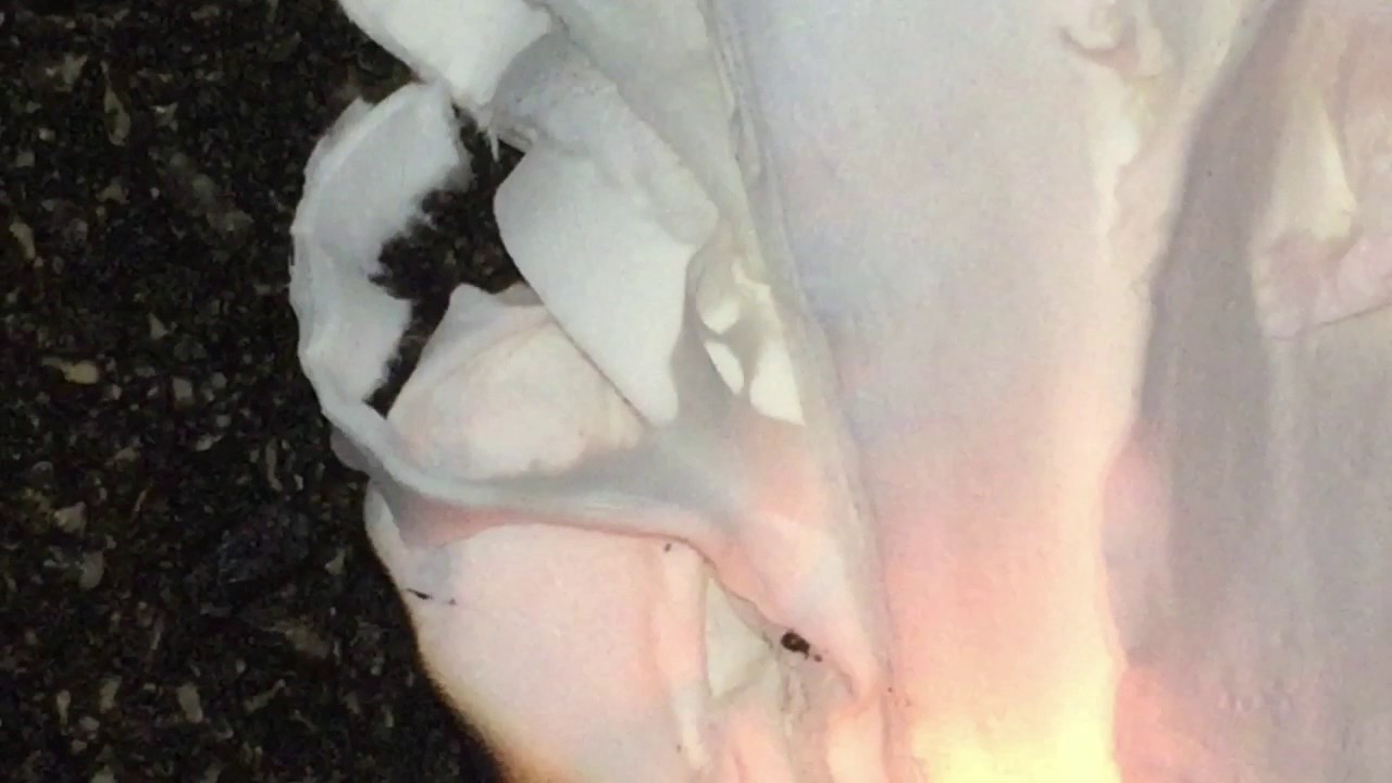 Blowing up a toilet paper roll (fail!!) - YouTube