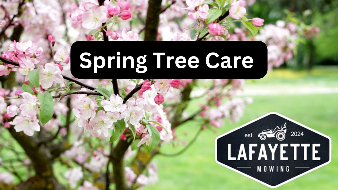 Spring Tree Care: 7 Essential Tips for a Lush Garden - YouTube