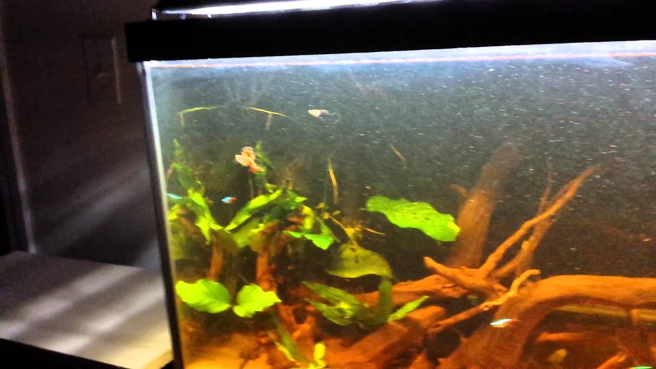 30 Gallon Long Freshwater Aquarium - YouTube