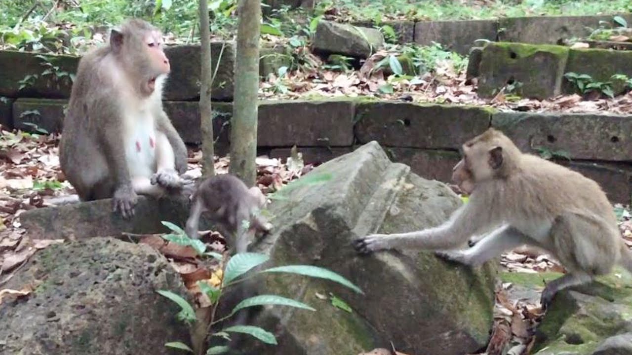 The real life of monkeys - Mother monkey eating food and baby monkey ...