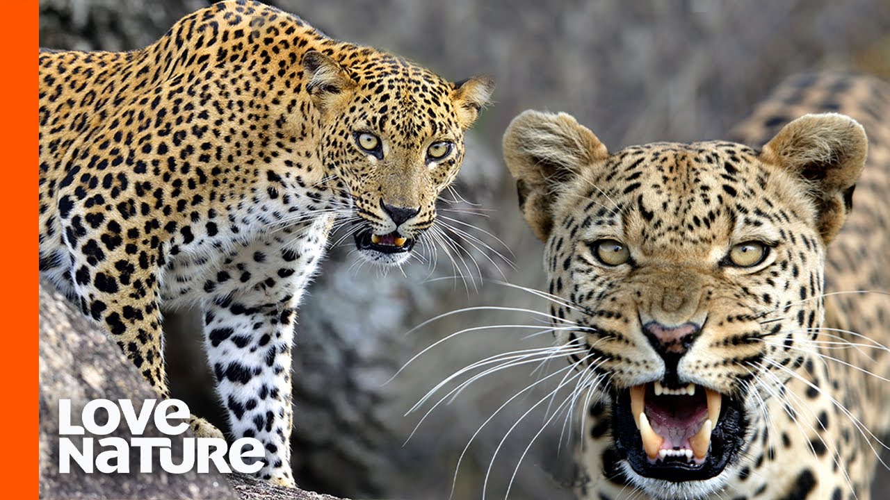 Two Rival Leopards Battle for Territory | Predator Perspective - YouTube