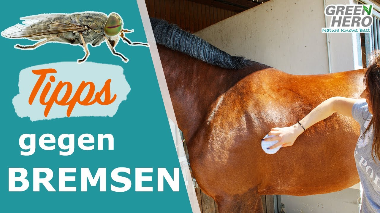 Bremsenschutz für Pferde 🐎 Tipps gegen Bremsen - YouTube