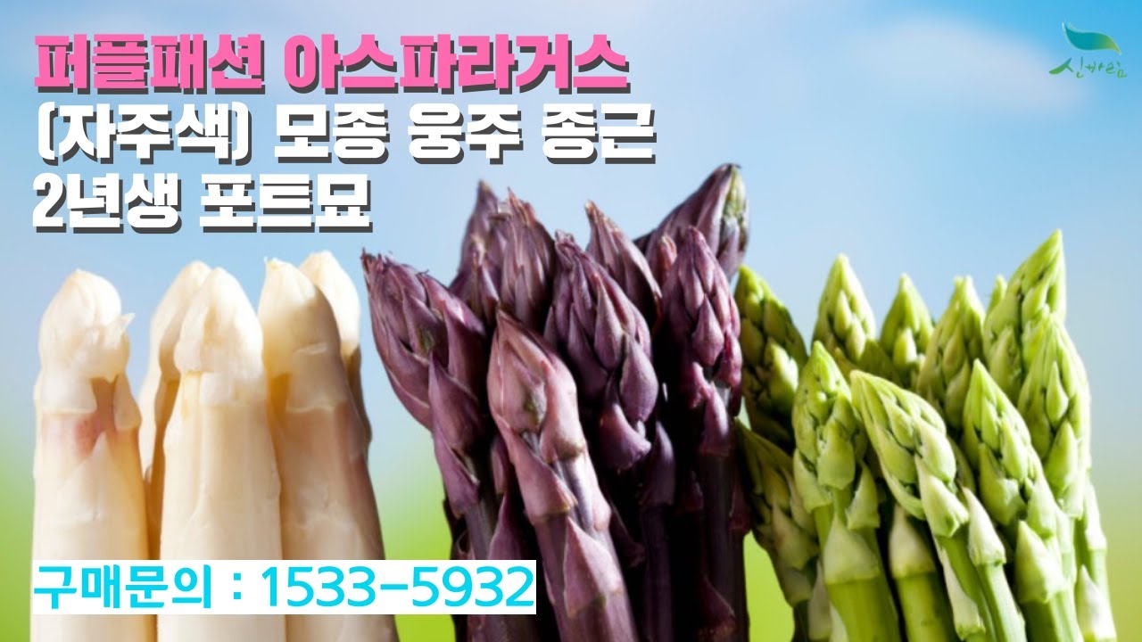 신바람 플랜트 협력농가 판매상품 퍼플패션 아스파라거스 자주색 모종 웅주 종근 2년생 포트묘 중고트랙터 중고농기계