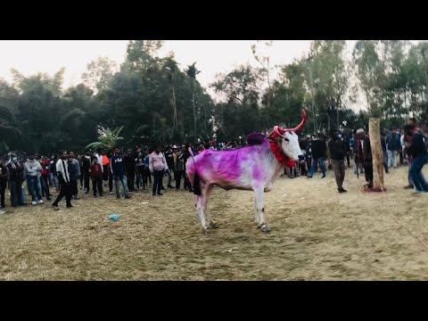 Cow race in Bangladesh / Pagla guru   Paglami / big cow 2022