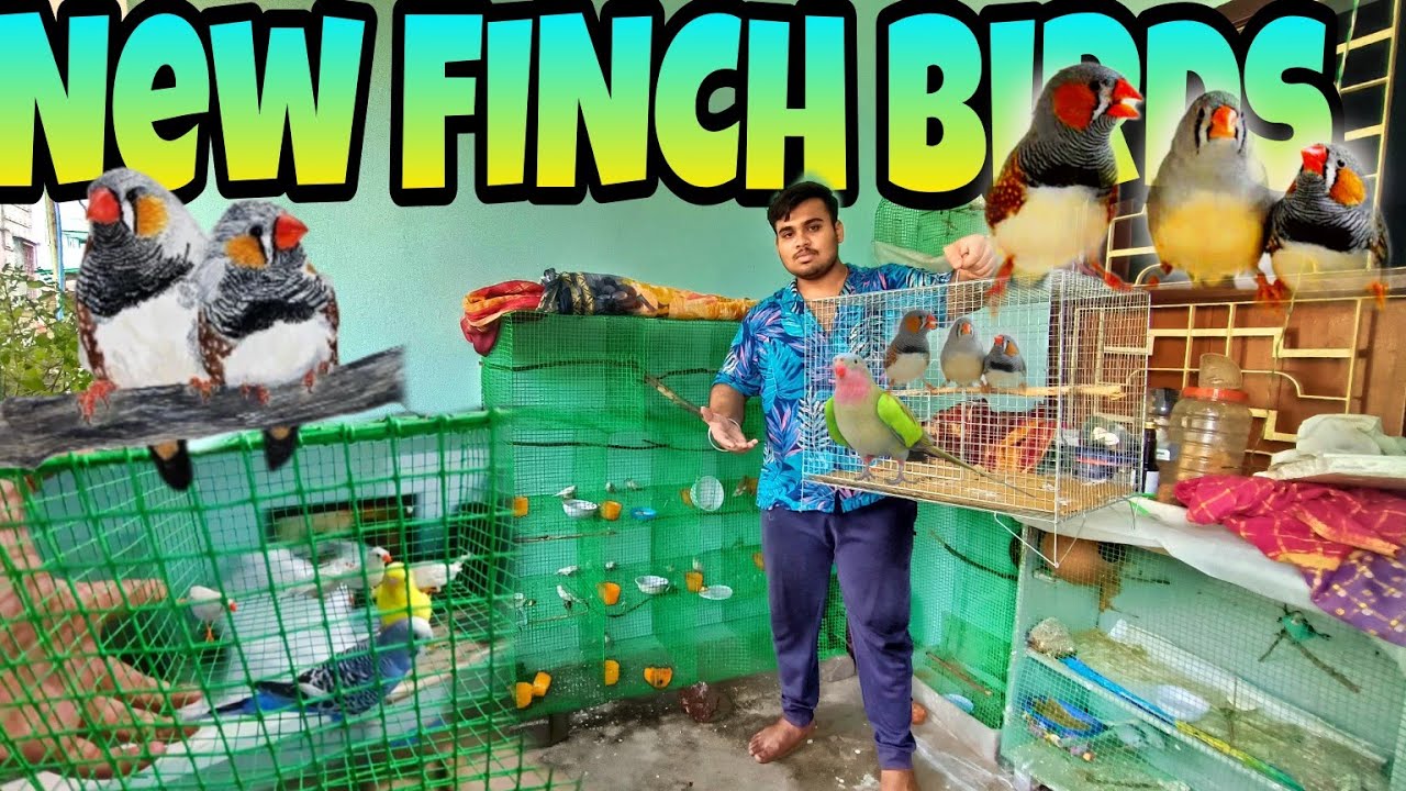 New Exotic Finch Birds🦜In Our New Finch Breeding Setup🤩 - YouTube