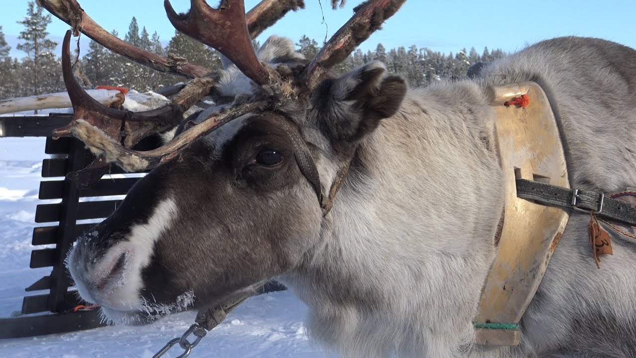Lapland 2018 - Episode 6: Reindeer Farm - YouTube
