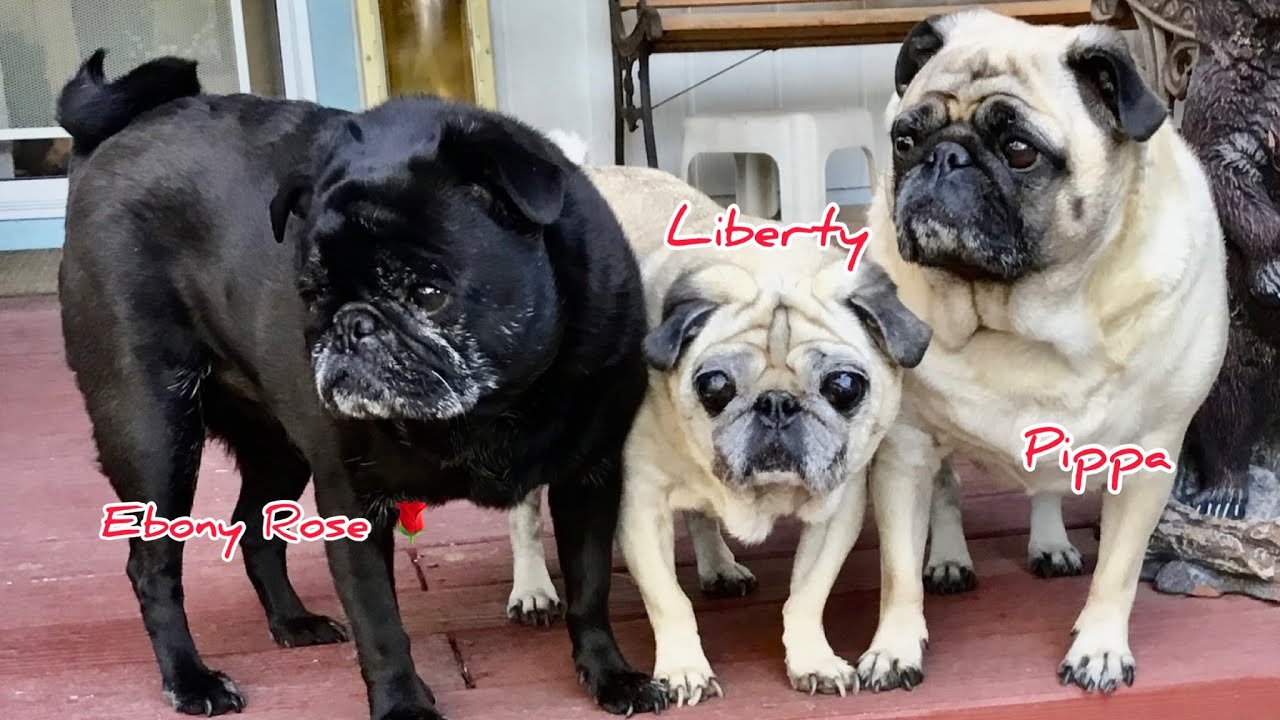 Pug Lovers: Liberty 🌈 🌟The Diaries of Liberty the Pug 📚 Real pets, true ...