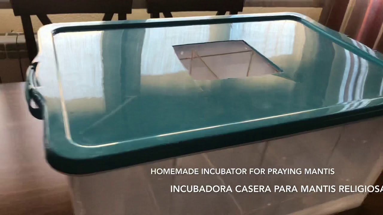 Incubadora casera para Mantis Religiosas (parte 1) Homemade incubator ...