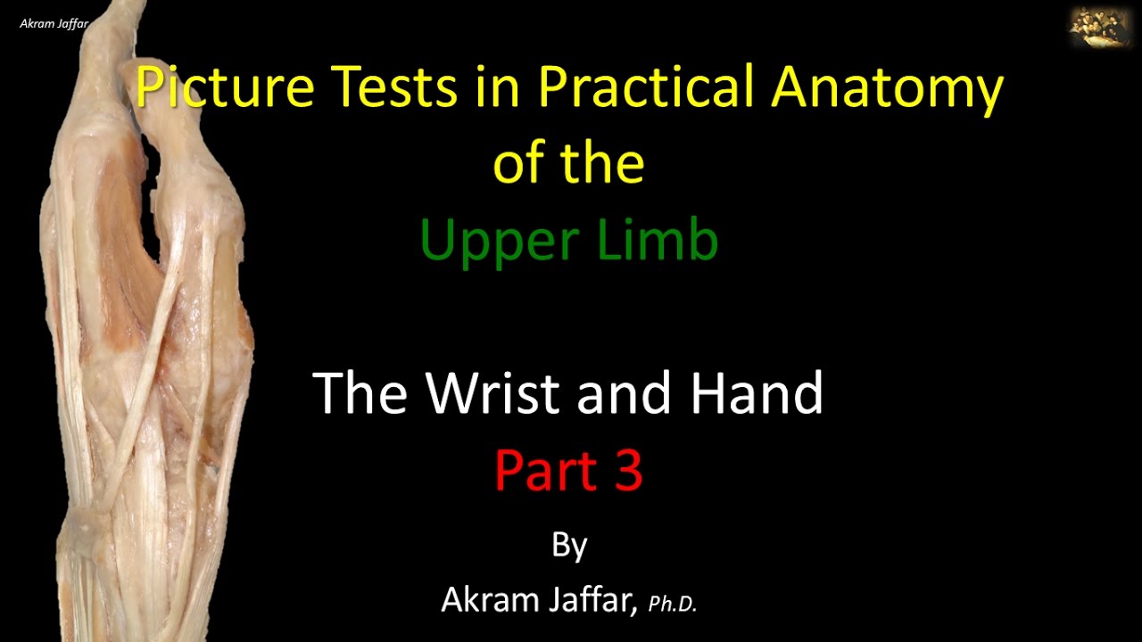 Picture Test in upper limb Anatomy Wrist and Hand 3 - YouTube
